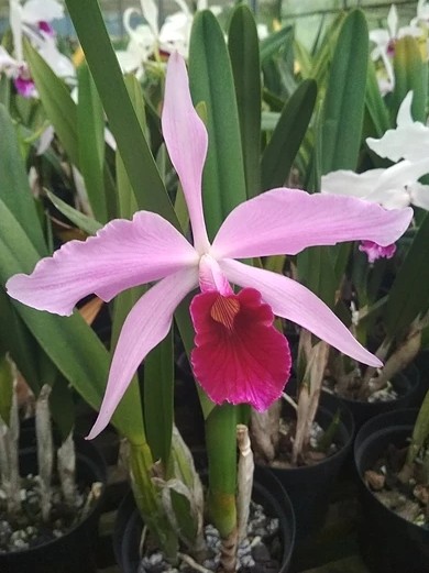 Orquidário Binot em Petrópolis: o mais antigo do Brasil - Neilane Morais