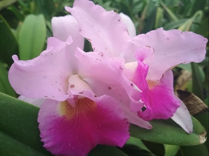 Orquidário Binot em Petrópolis: o mais antigo do Brasil - Neilane Morais